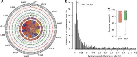 Camellia Sinensis Plant Semantic Scholar