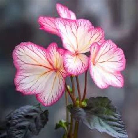 20 Moonlight Butterfly Begonia Seeds Beautiful Color Unique Flower