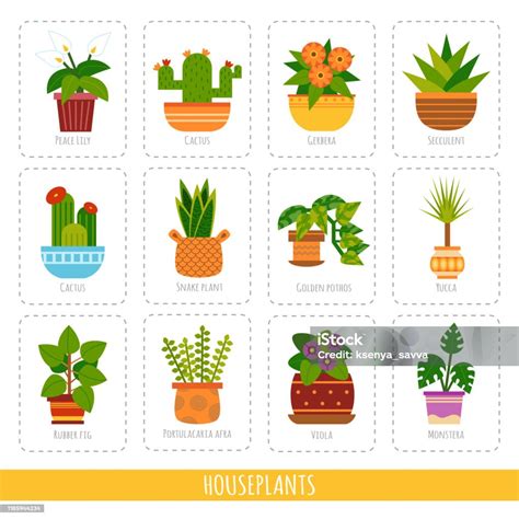 하우스 식물의 만화 컬렉션입니다 식물 종의 학습을위한 다채로운 카드의 벡터 세트 실내용 화초에 대한 스톡 벡터 아트 및 기타 이미지 실내용 화초 에피프렘넘 아우레움