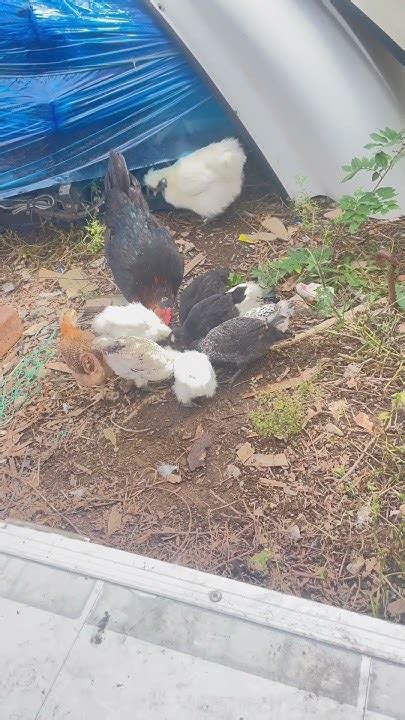 몇일만에 병아리가 닭이됨 하루가다르게크네 Youtube