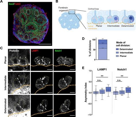 Neurogenic Cell Divisions In Forebrain Organoids Show Biased Download Scientific Diagram