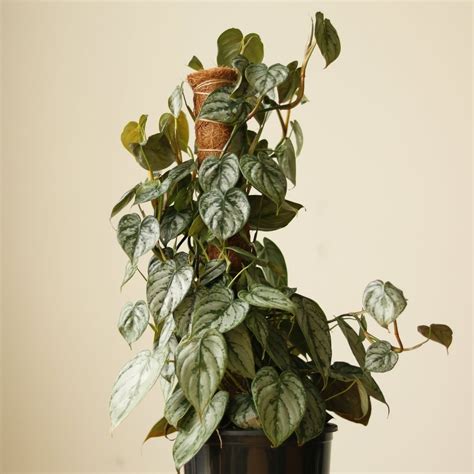 Trailing Philodendron Collection Shop Stunning Vining Houseplants Trailing Philodendron Collection Shop Stunning Vining Houseplants