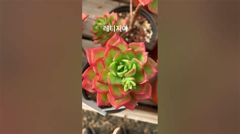 화려하죠🔺오랫동안 많이 좋아하는 국민다육 레티지아 🔺조아다육농장 🔺 Youtube