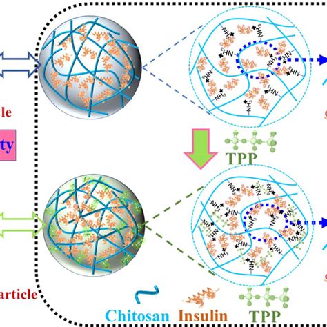 Schematic Of The Formation Process Of The Two Types Of The Nanoparticle