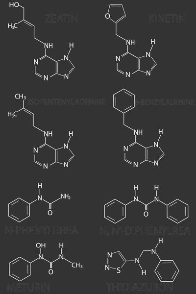 64 Cytokinin Plants Royalty Free Photos And Stock Images Shutterstock