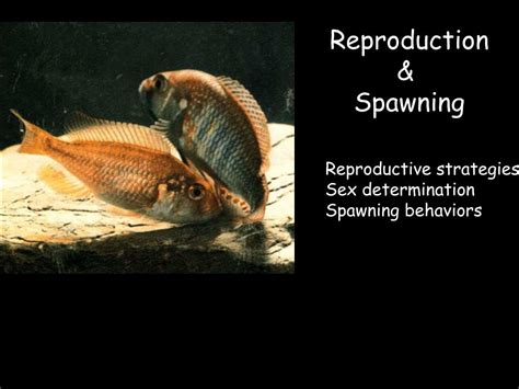 PPT Reproduction Spawning PowerPoint Presentation Free Download ID 420488