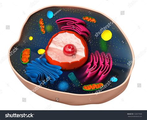 The Structure Of A Biological Cell Stock Photo 122677939 Shutterstock