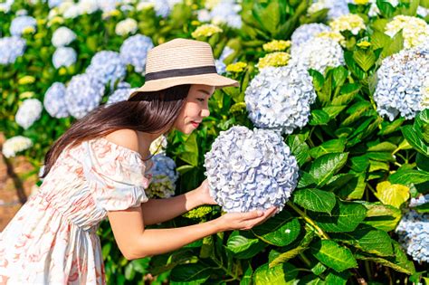 베트남 달랏에서 피는 수국 정원을 즐기는 젊은 여성 여행자 여행 라이프스타일 컨셉 계절에 대한 스톡 사진 및 기타 이미지 계절 관광객 관목 Istock
