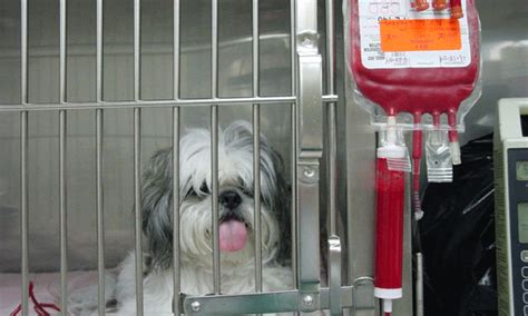 Practical Canine Blood Transfusion