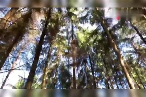 看人家美国专为修理树枝制造的穿天猴，简直太实用了，真想要一个