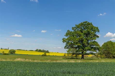 경치 고독 고요한 구름 그림 같은 나무 낮 노란색 필드 녹지 농경지 농업 농업 경제학 농장 농촌 풍경 농촌의 들판 때묻지 않은 목가적 인