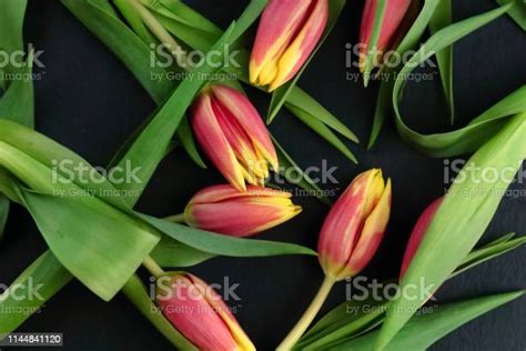 노란 붉은 꽃 튤립 꽃다발 녹색 잎과 줄기에 검은 슬레이트 배경 평면 누워 상단 보기 텍스트에 대 한 무료 복사 공간 0명에 대한 스톡 사진 및 기타 이미지 Istock