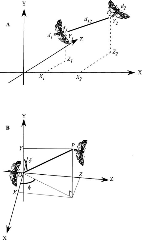 Vector Displacement Of An Insect In Three Dimensions The Vector Shows
