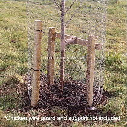 Tree Stake Kit Purchased With Tree Hardy Eucalyptus