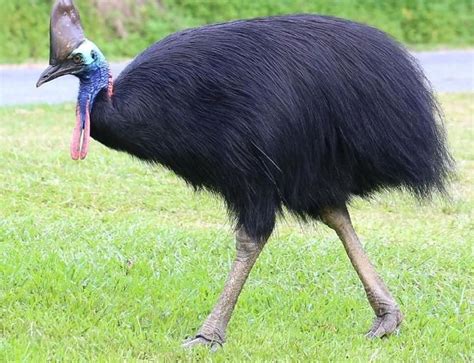 Berkenalan Dengan Burung Kasuari Aku Ingin Tahu