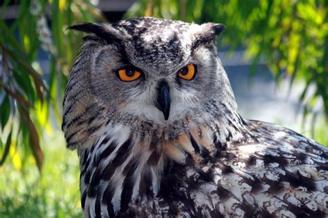 Everything You Wanted To Know About The Eurasian Eagle Owl Hubpages