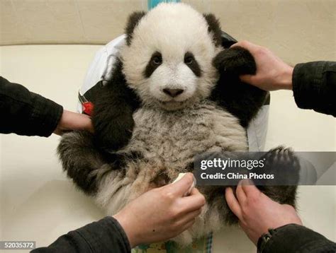 Veterinarians Help Five Month Old Giant Panda Huamei I To Evacuate