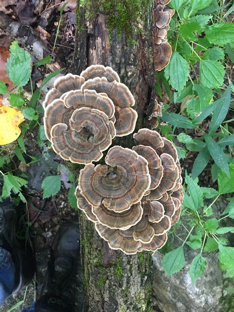 Request Chicken Egg And Sex Dataset Rdatasets