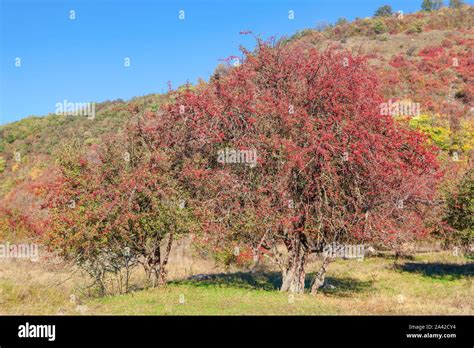 Trees With Red Berries In The Autumn Stock Photo Alamy
