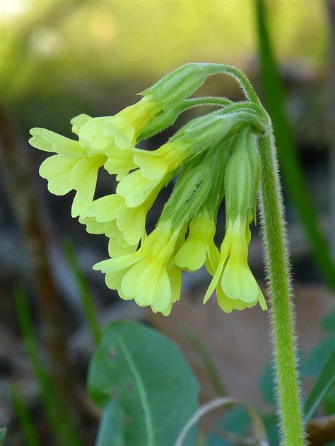Cowslip Forest High Free Photo On Pixabay Pixabay