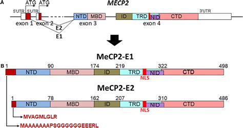 Frontiers Mecp2 The Genetic Driver Of Rett Syndrome Epigenetics