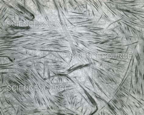 Collagen Fibers Tem Stock Image Science Source Images