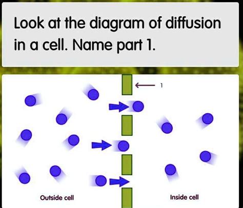 Look At The Diagram Of Diffusion In A Cell Name Part 1