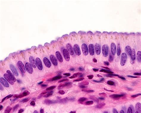 Simple Columnar Epithelium Light Acheter Une Photo 13452279