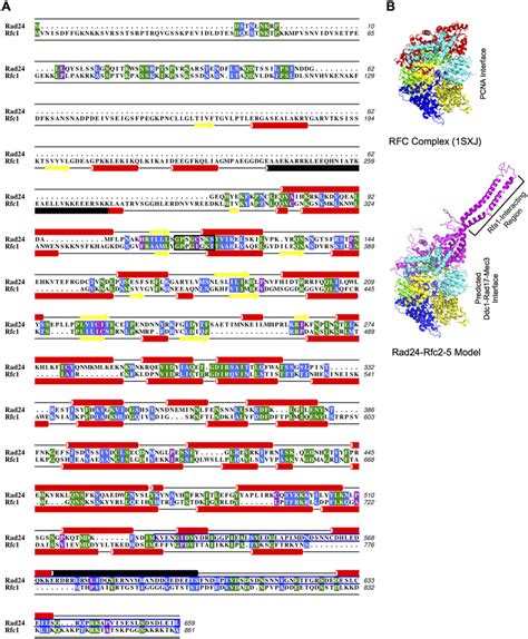 Sequence Alignment And Structural Modeling Support An Rfa1 Interaction Download Scientific