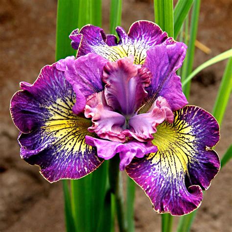 3 Iris De Sibérie Sugar Rush Iris Sibirica Sugar Rush
