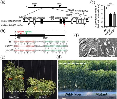 Dna Sequence Variation In A Flowering Promoting Factor 1 Gene Fpf1 Download Scientific