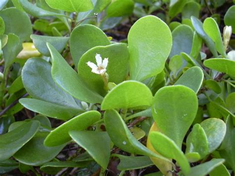 Scaevola Coriacea Alchetron The Free Social Encyclopedia