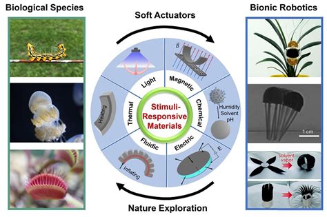 Bioinspired Stimuli Responsive Materials For Soft Actuators V1
