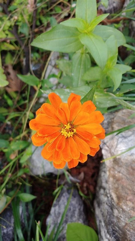 좁은잎백일홍 자연풍경 캐시피드