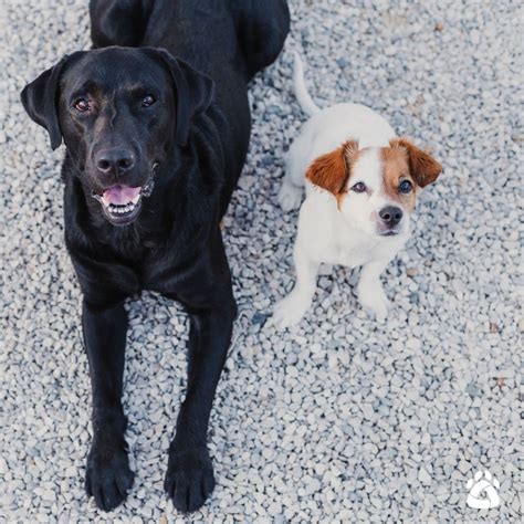 Osteosarcoma Bone Cancer 🦴 Osteosarcoma Is A Type Of Bone Cancer That Starts In Bones Often