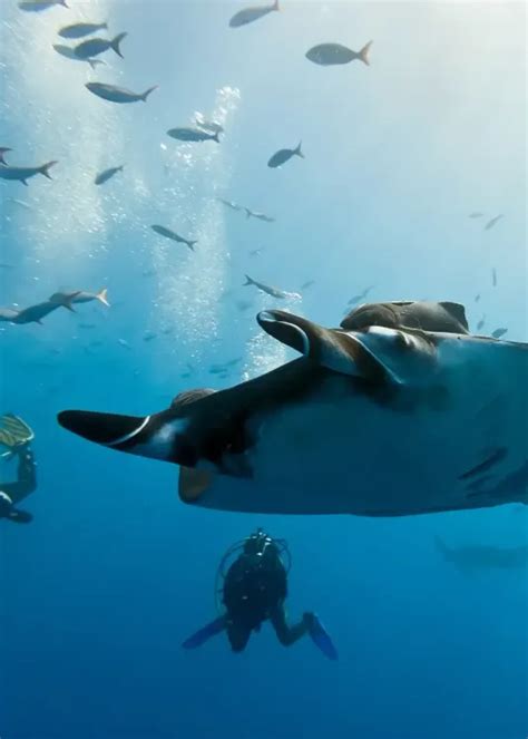 Croisière Plongée Maldives Raies Manta And Requins Dune