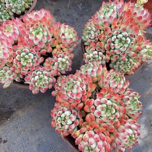 Sedeveria Blue Elf Cluster Rare Live Succulent Etsy
