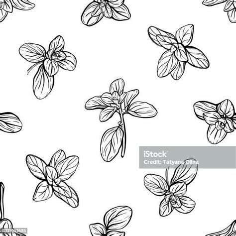 바질 매끄러운 패턴 이탈리아 허브 마조람의 잔가지 바질은 향기롭고 향기로운 조미료입니다 손으로 그린 일러스트레이션 나뭇가지에 대한 스톡 벡터 아트 및 기타 이미지 Istock