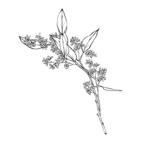 Hình ảnh Minh Họa Vẽ Tay Bằng Mực Cây Bạch đàn Bản Vẽ Vector đen Trắng Của Cây Bạch đàn Lá Tròn