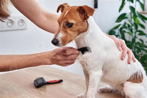 Lets Talk About Jack Russells — Loras Luck