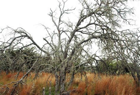 What Is Oak Wilt Oak Wilt Rx