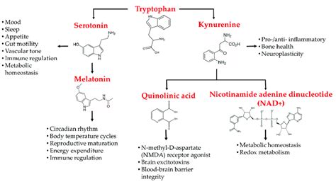 Schematic Demonstration Of Tryptophan Metabolites Its Related Download Scientific Diagram
