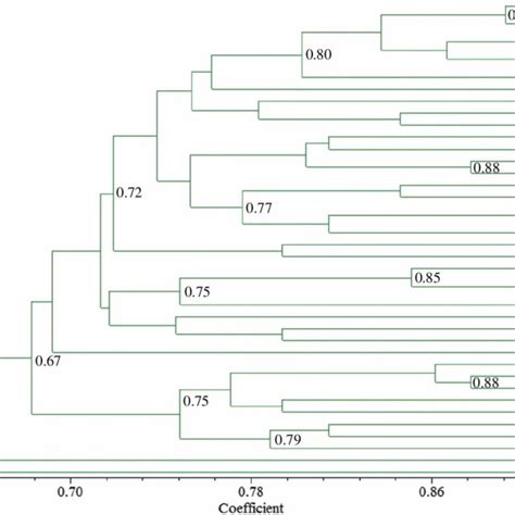 upgma dendrogram based on scot data showing genetic relationship among