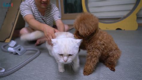 개와 고양이가 아기 때부터 함께 자라면 생기는 일ㅎㅎㅎ Youtube