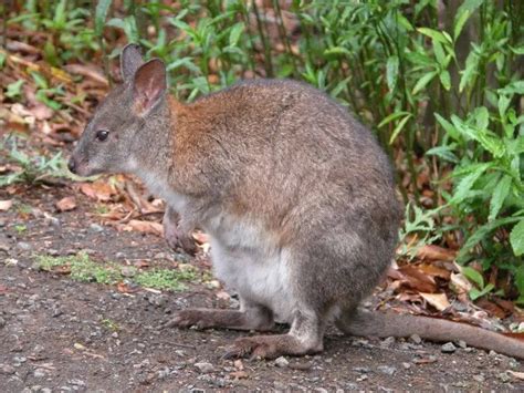 Red Necked Pademelon Facts Diet Habitat And Pictures On Animaliabio