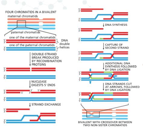 Meiosis And Mendelian Inheritance Flashcards Quizlet