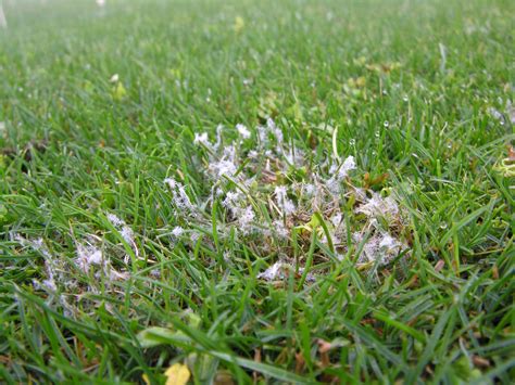 Fungicide Resistance — Research — Department Of Plant Science