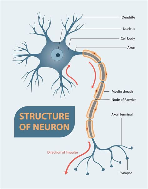 Structure Of Neuron 20874163 Vector Art At Vecteezy