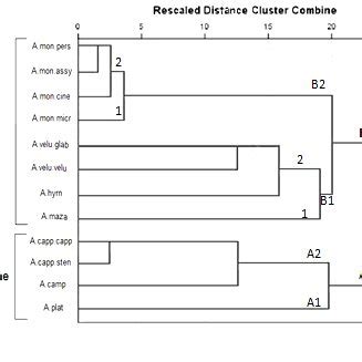 Cluster Dendrogram Of According To Average Linkage Method Based On