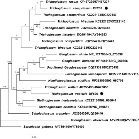 majority rule consensus tree produced by a bayesian inference analysis
